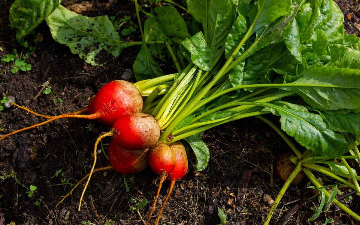 Beets: Your Natural Spring Detox Ally – Vegetarian Recipes for Mindful ...