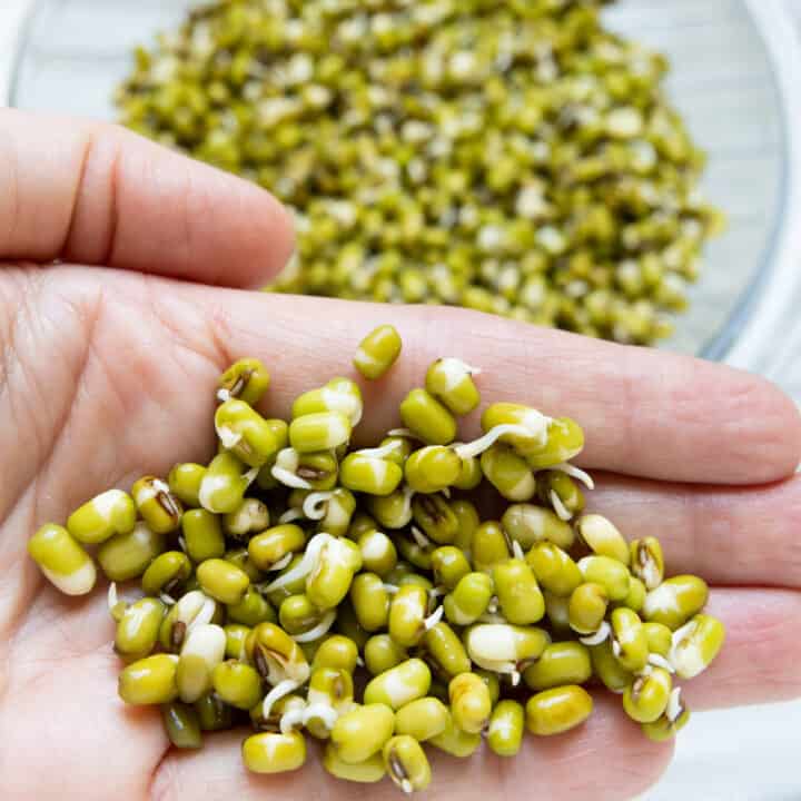 How to Sprout Mung Beans at Home (Easy Bean Sprouts)