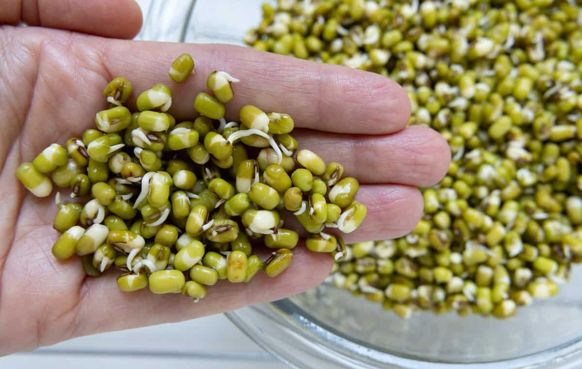 How to Sprout Mung Beans – Vegetarian Recipes for Mindful Cooking